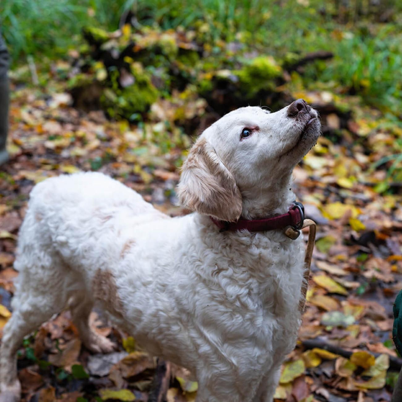 Le Marne | Le Marne Relais a Mura Mura